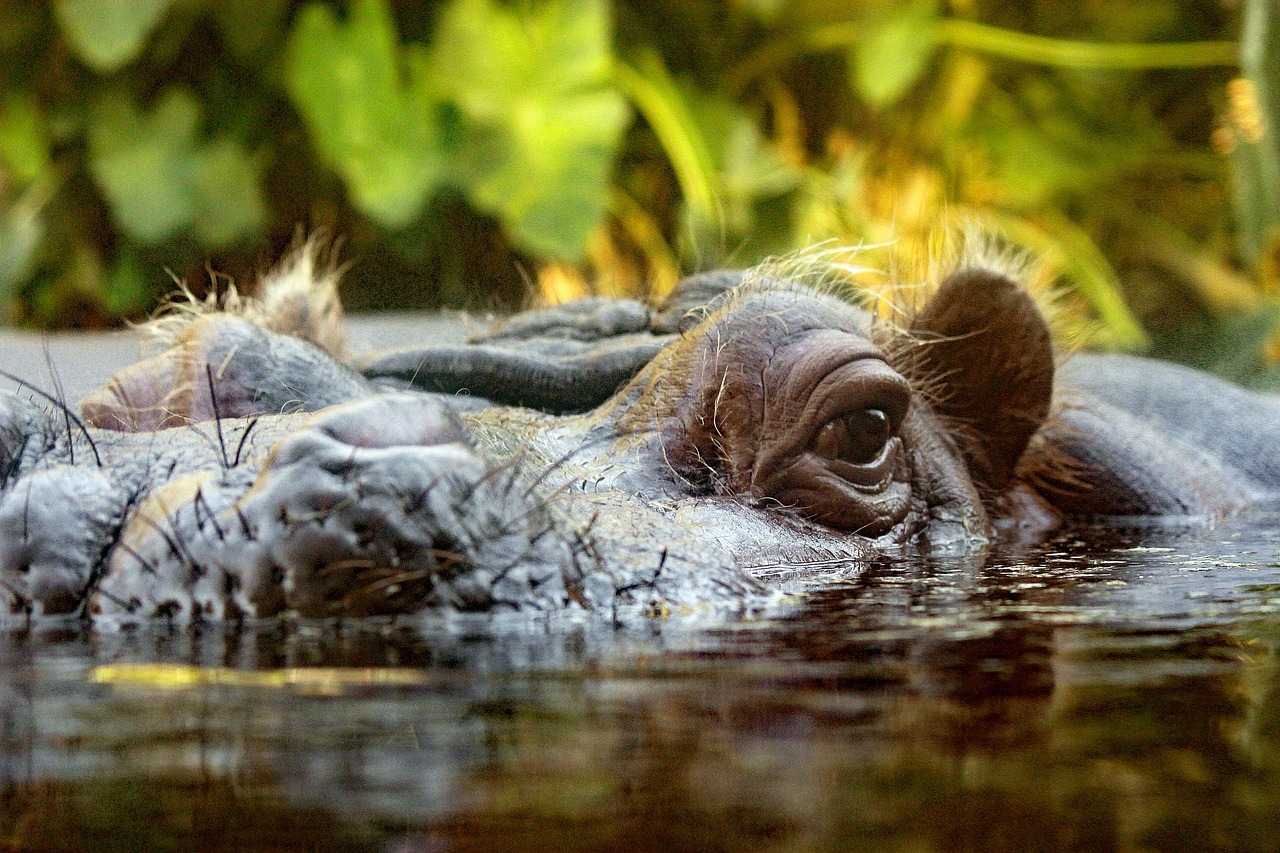 400+ Free Hippopotamus & Hippo Photos - Pixabay