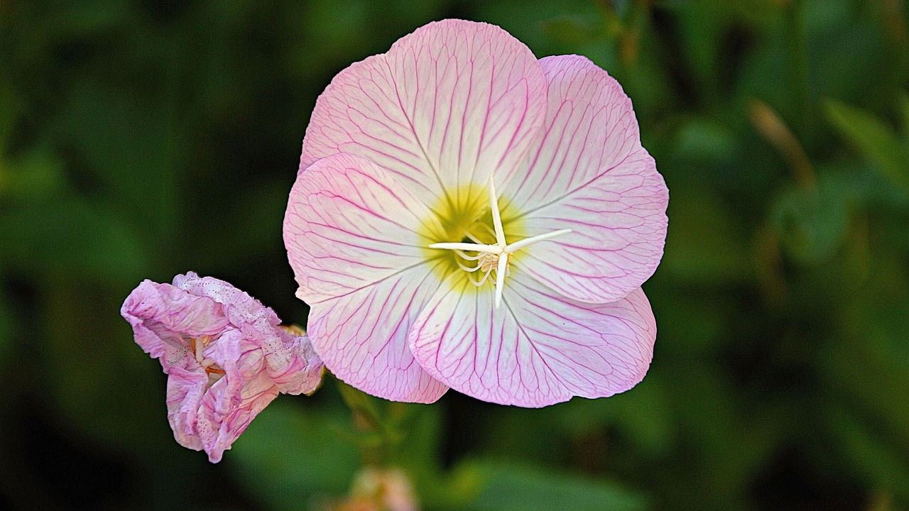 Colores Flores Naturalezas - Foto gratis en Pixabay