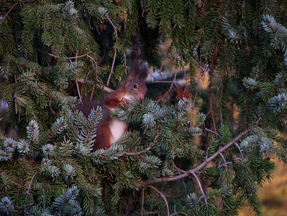 Eichhörnchen Tanne Fichte - Kostenloses Foto auf Pixabay