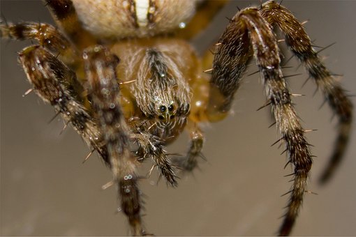 60+ Free Kruisspin & Spider Images - Pixabay