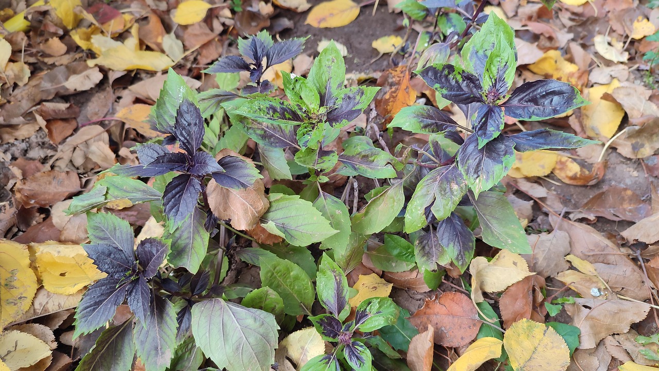 Autumn Nature Plant - Free photo on Pixabay