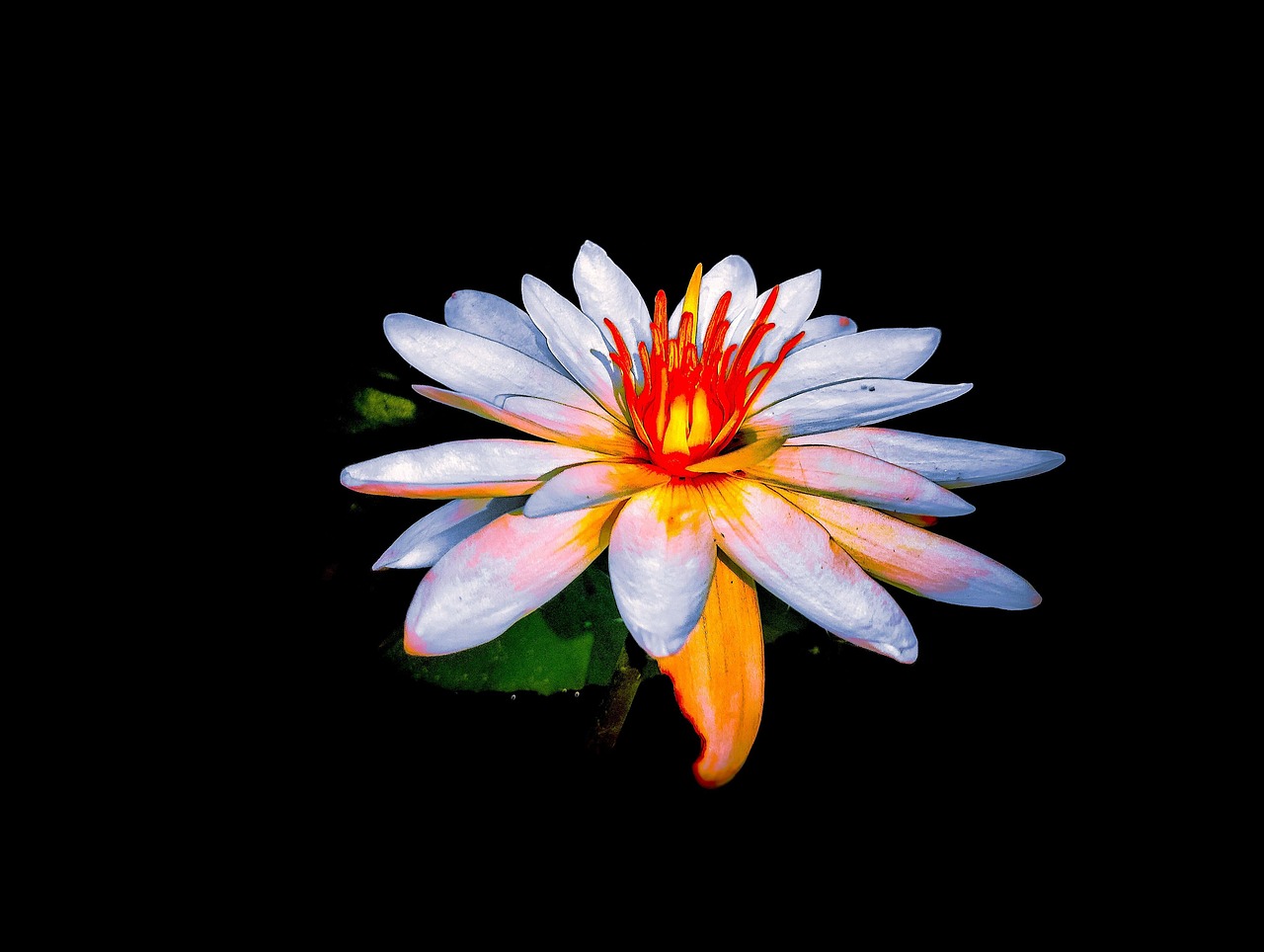 Flower Lotus Scenery - Free photo on Pixabay - Pixabay