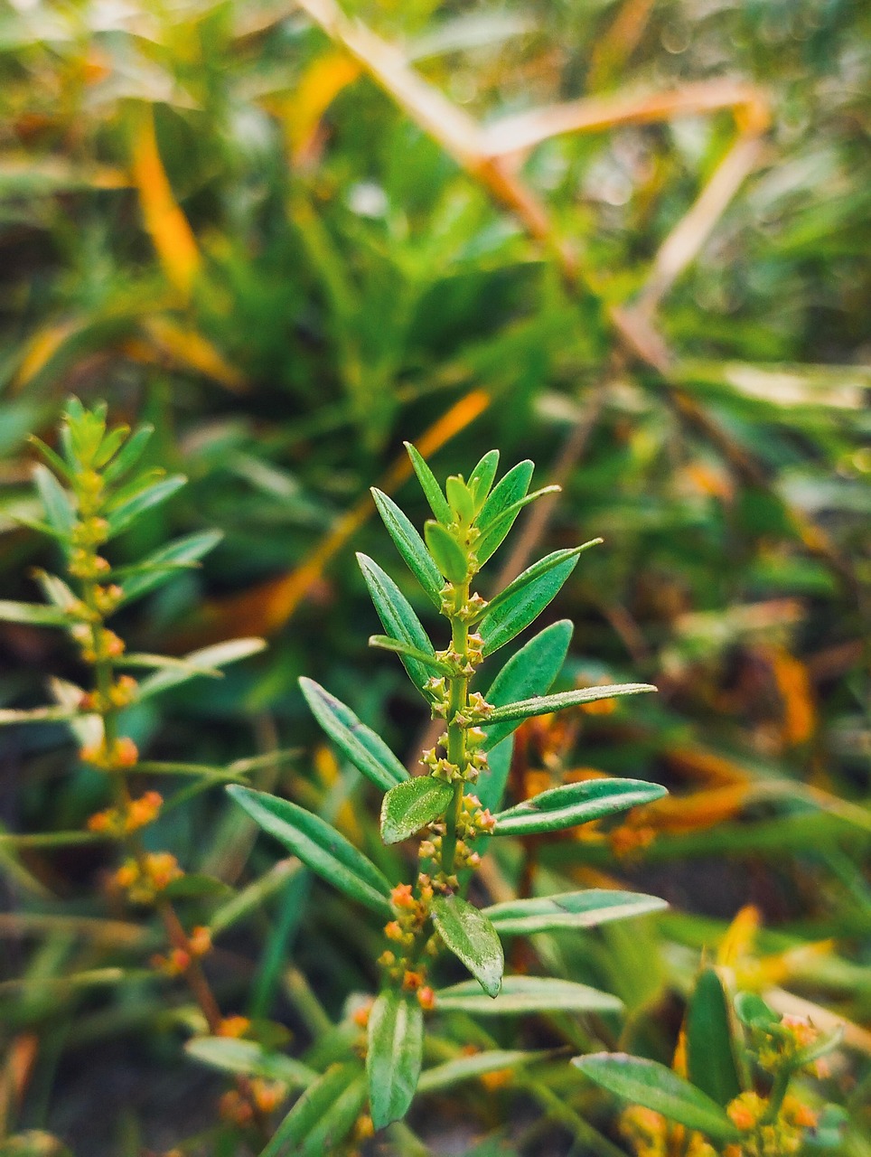 Nature Plant Garden - Free photo on Pixabay - Pixabay