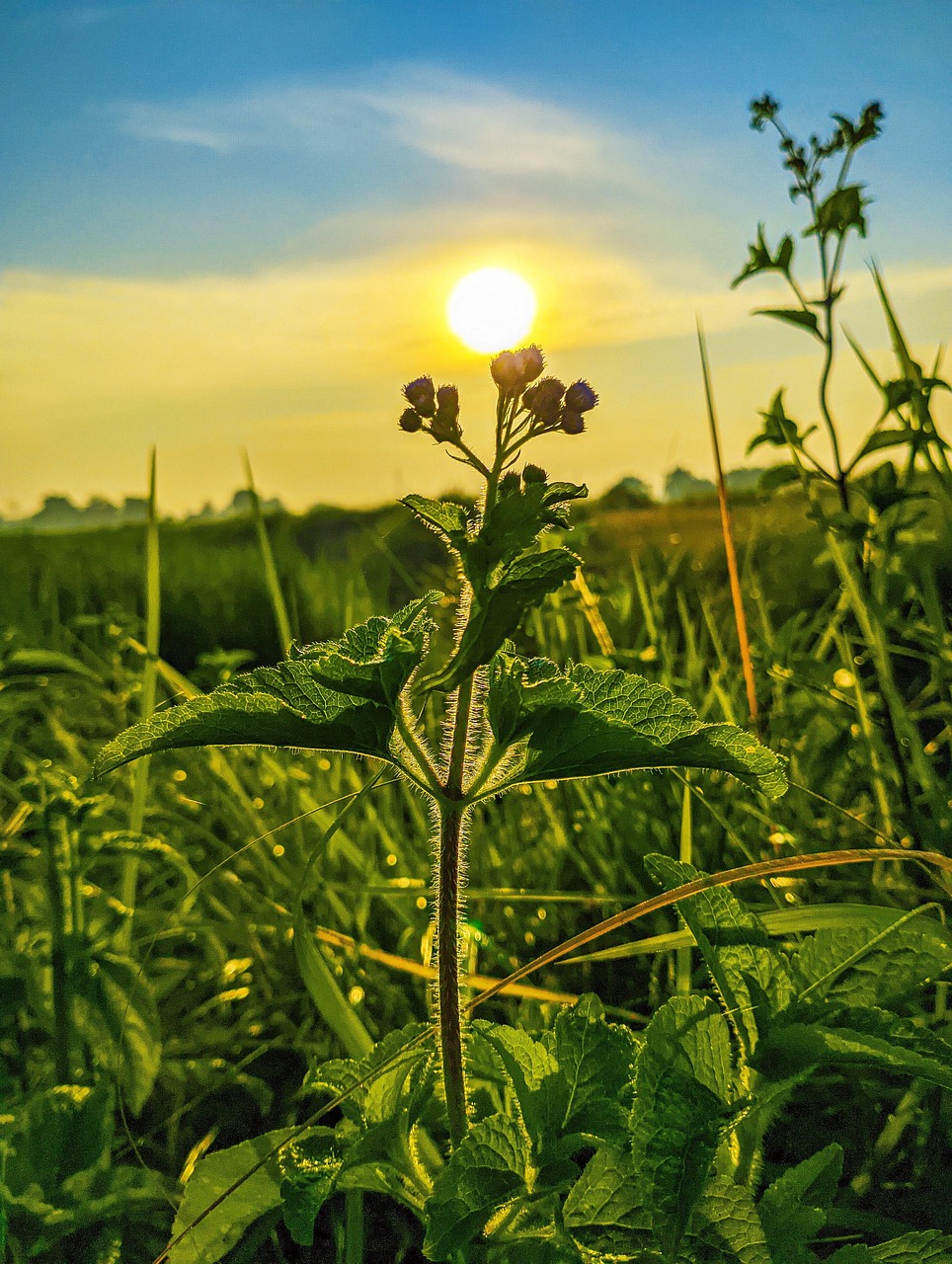 Sunrise Nature Plant - Free photo on Pixabay - Pixabay