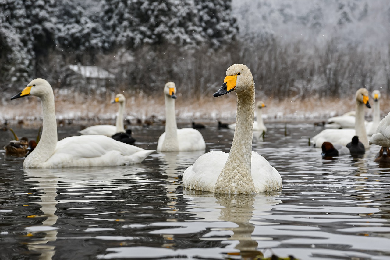 10,000+ Free Swan & Nature Photos - Pixabay