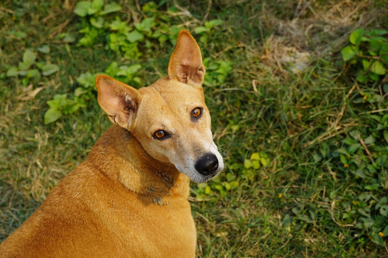 Hund Gesicht Augen - Kostenloses Foto auf Pixabay - Pixabay