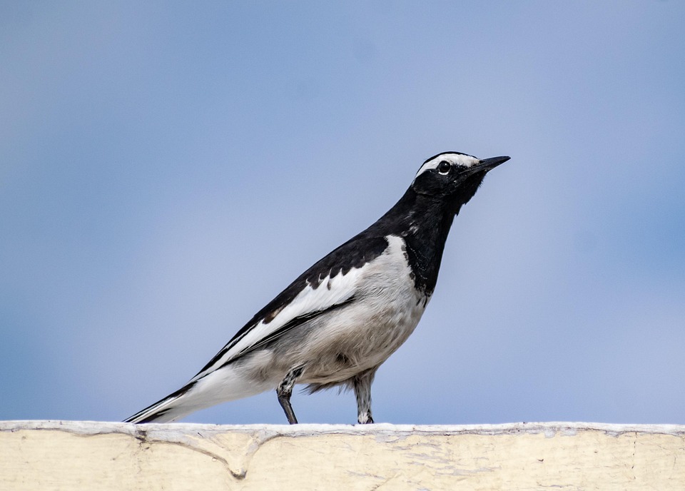 Bird White Wagtail Wild Birds - Free photo on Pixabay