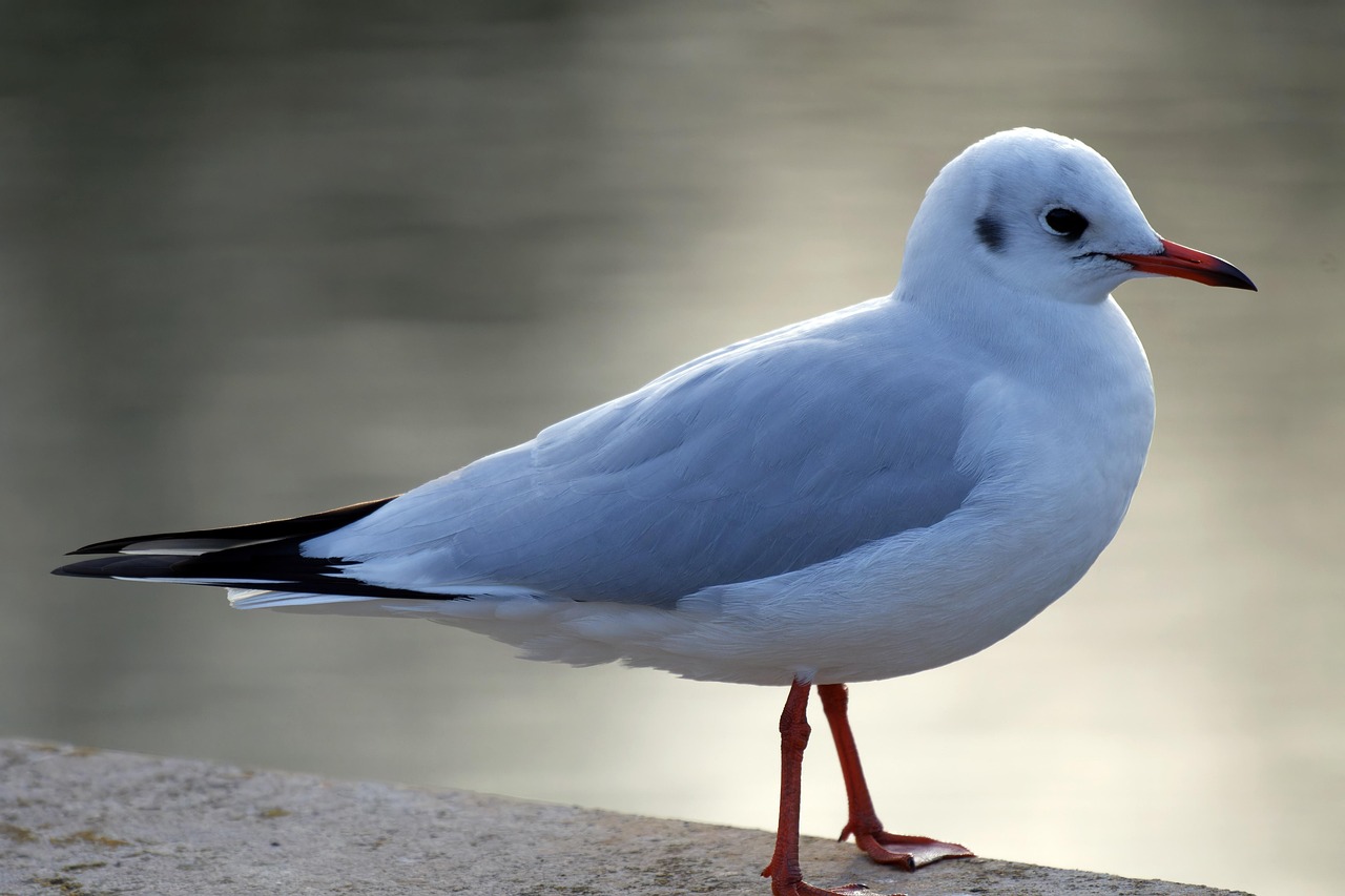 200+ kostenlose Möwe Grau und Möwe-Bilder - Pixabay