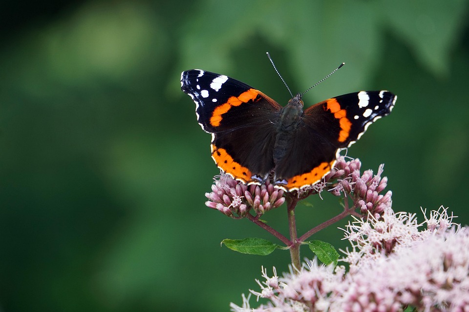 Papillon Voler En Volant - Photo gratuite sur Pixabay