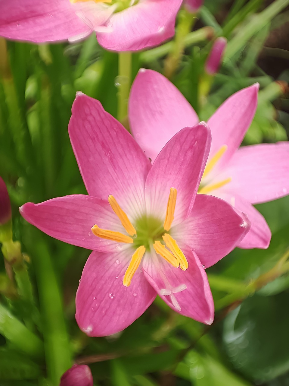 Portulaca Grandiflora Fleur Joli - Photo gratuite sur Pixabay - Pixabay