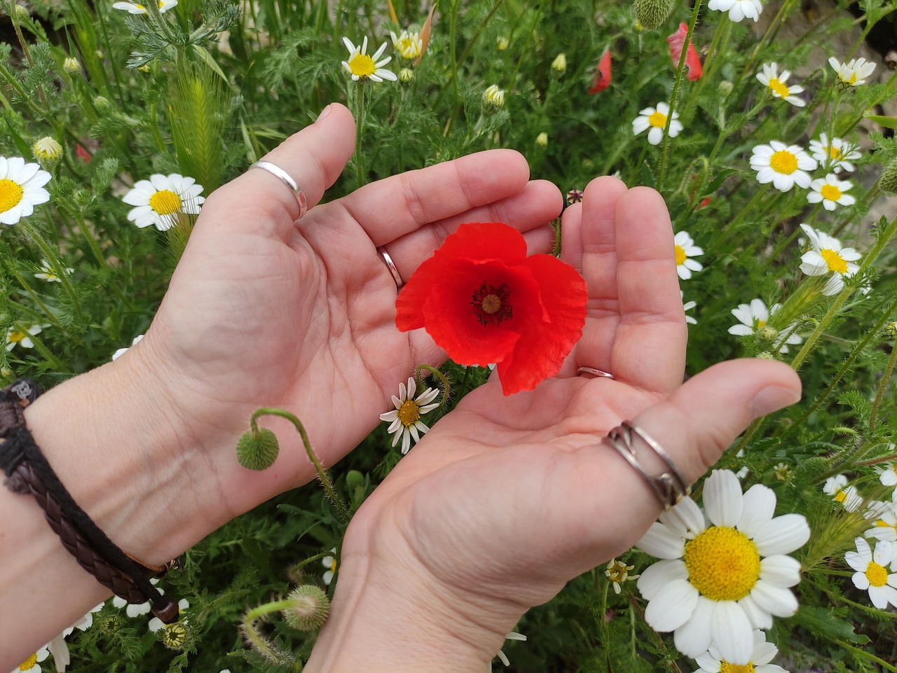 Fleur Coquelicot Main La - Photo gratuite sur Pixabay - Pixabay