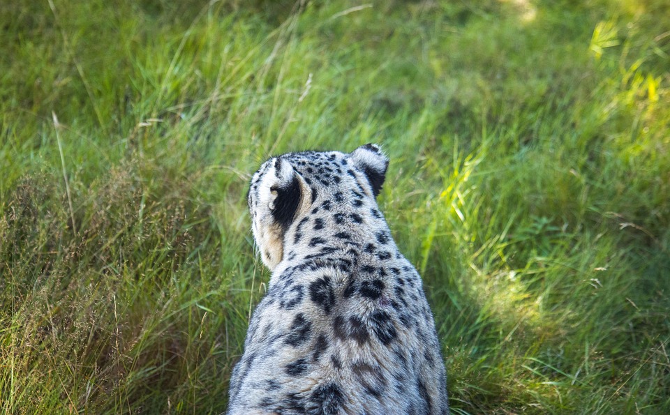 Leopard Katt Vild - Gratis foto på Pixabay - Pixabay