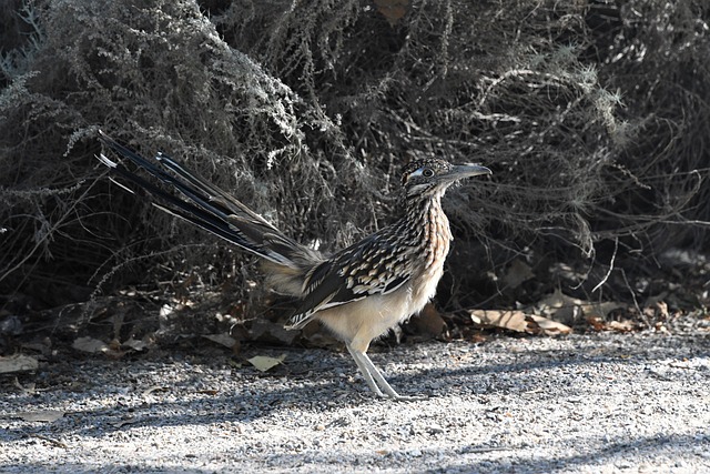 Road Runner Bird Park - Free photo on Pixabay