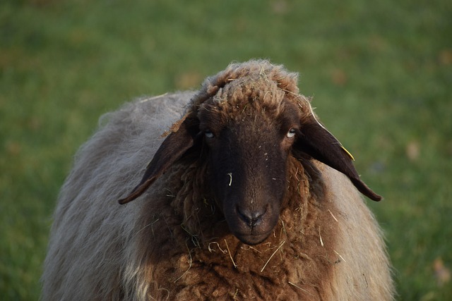 Sheep Animal Farm Lop - Free photo on Pixabay