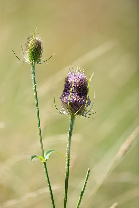 Flower Rod Botany - Free photo on Pixabay - Pixabay