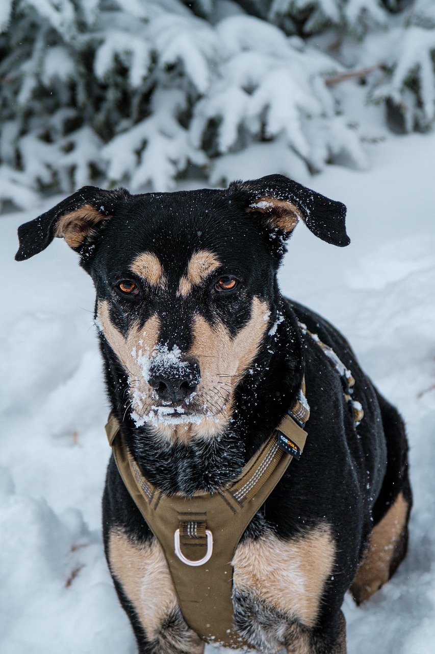 Chien Hiver Neige Animal De - Photo gratuite sur Pixabay - Pixabay