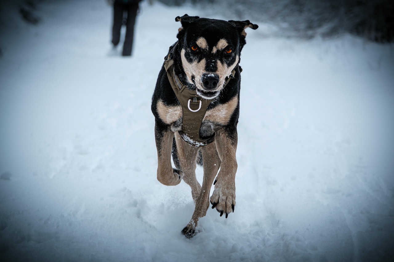 Cachorro Inverno Neve Bicho De - Foto gratuita no Pixabay - Pixabay