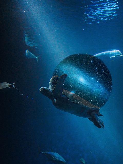 Tortugas Mar Oceano - Imagen gratis en Pixabay