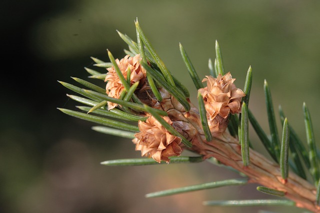 Spruce Conifer Branch Pine - Free photo on Pixabay - Pixabay