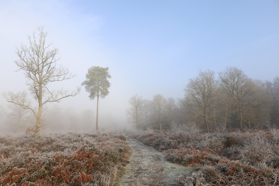 Winter Woods Fog - Free photo on Pixabay - Pixabay