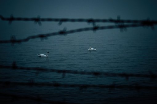 1+ Free Patarei Prison & Swans Images - Pixabay