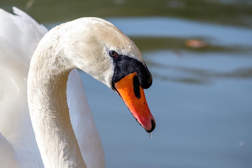 Schwan Vogel Wasservogel - Kostenloses Foto auf Pixabay