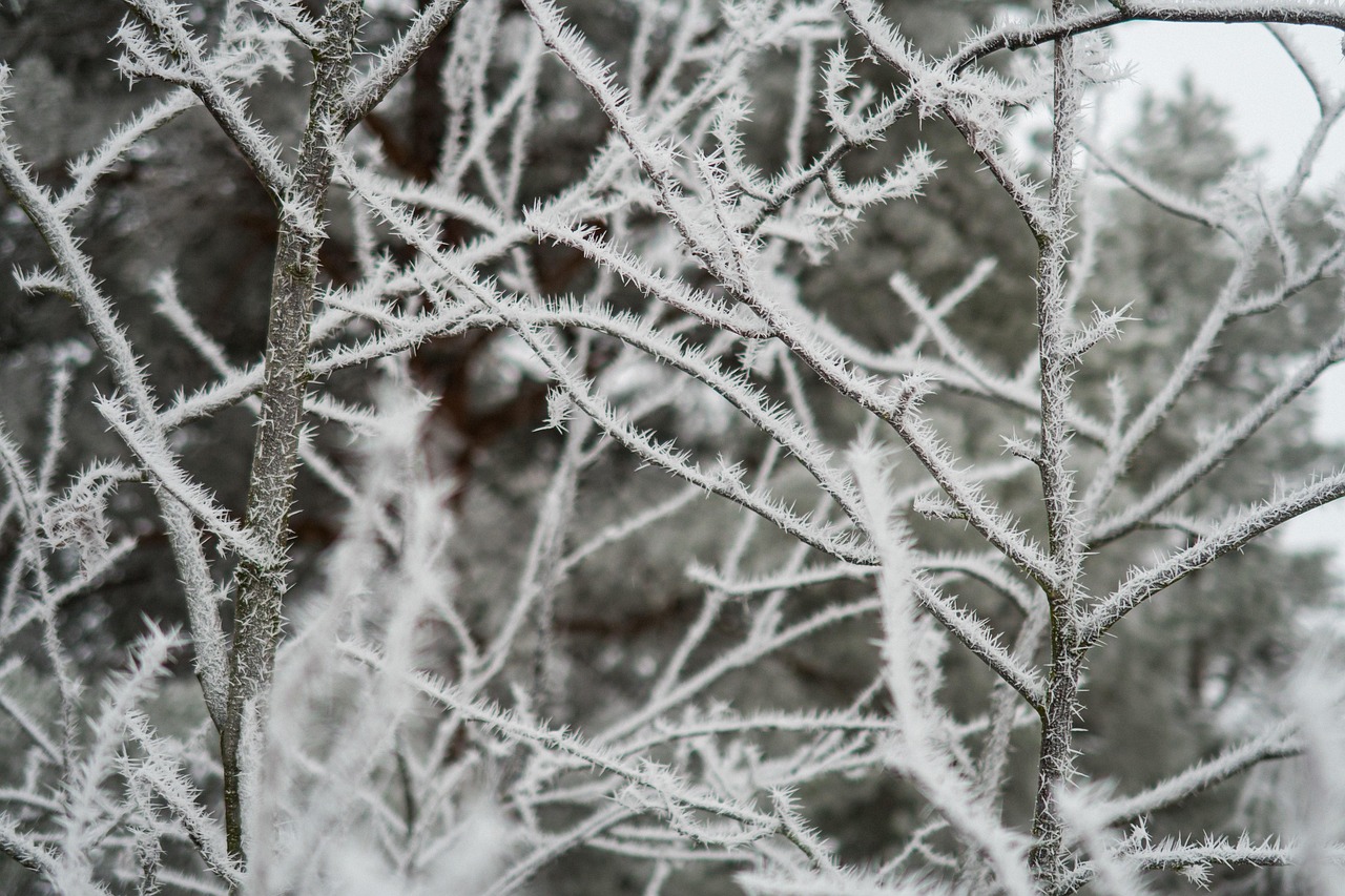 Hoarfrost Winter Snow - Free photo on Pixabay - Pixabay