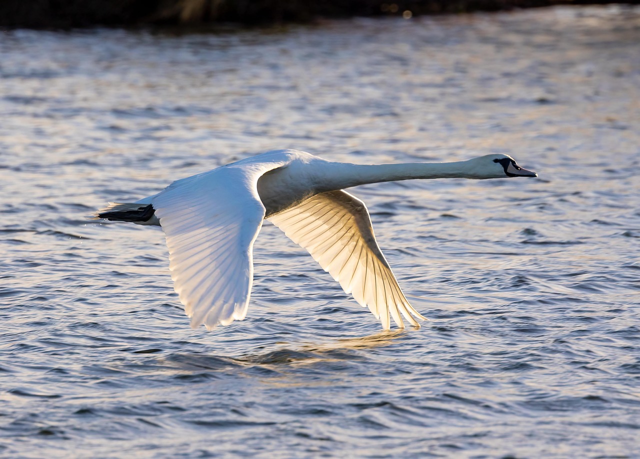10,000+ Free Swan & Nature Images - Pixabay