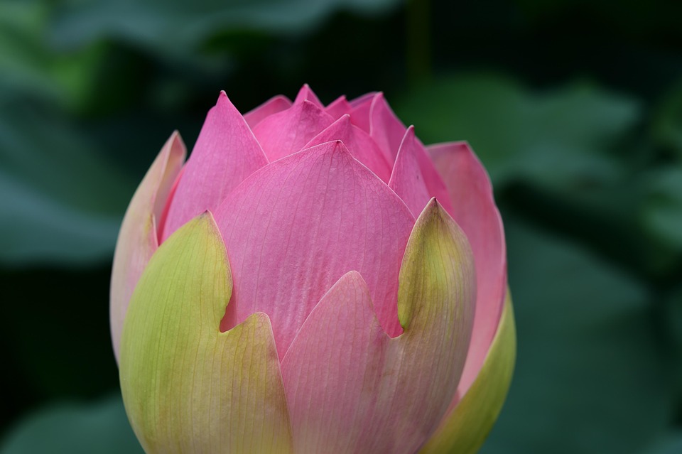 Lotus Flower Blooming - Free photo on Pixabay - Pixabay