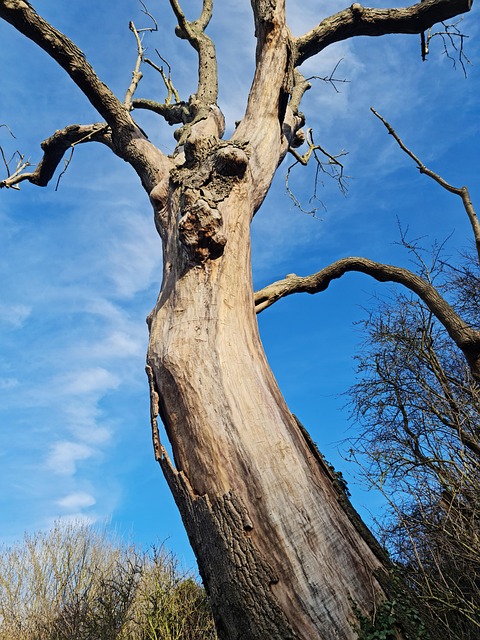 Tree Dead Nature - Free photo on Pixabay - Pixabay