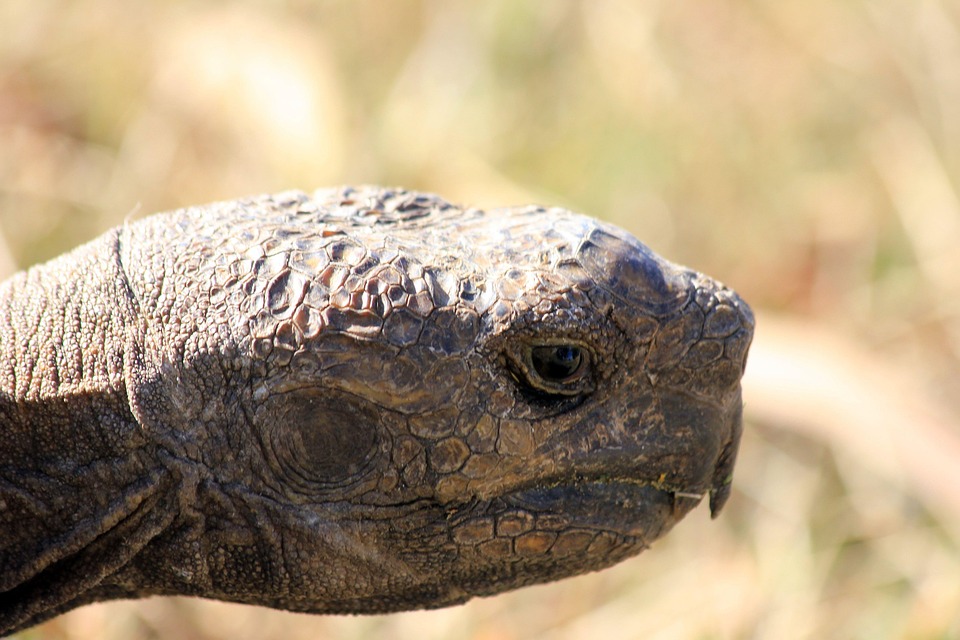 South Africa Turtle Shell - Free photo on Pixabay