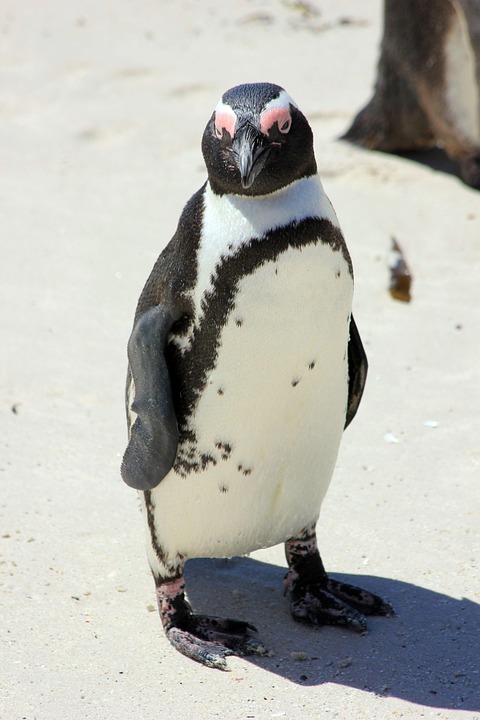 South Africa Cape Penguin - Free photo on Pixabay