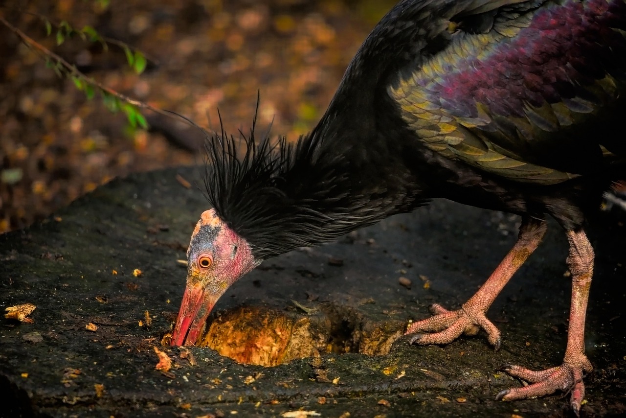 400+ Free Ibis & Scarlet Ibis Images - Pixabay
