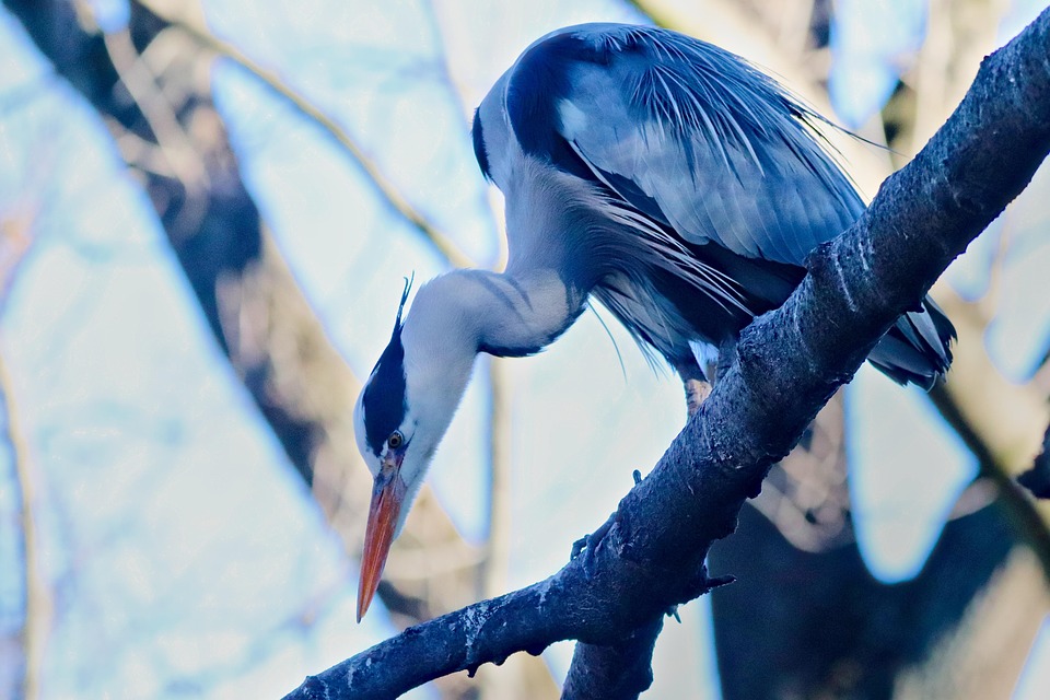 Animal Heron Bird - Free photo on Pixabay
