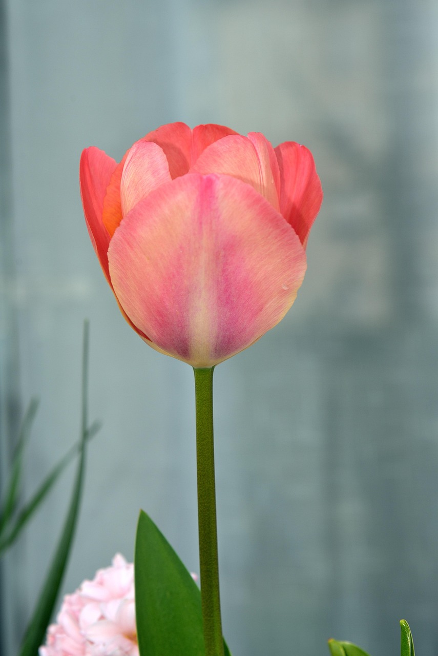 Flower Tulip Red - Free photo on Pixabay - Pixabay