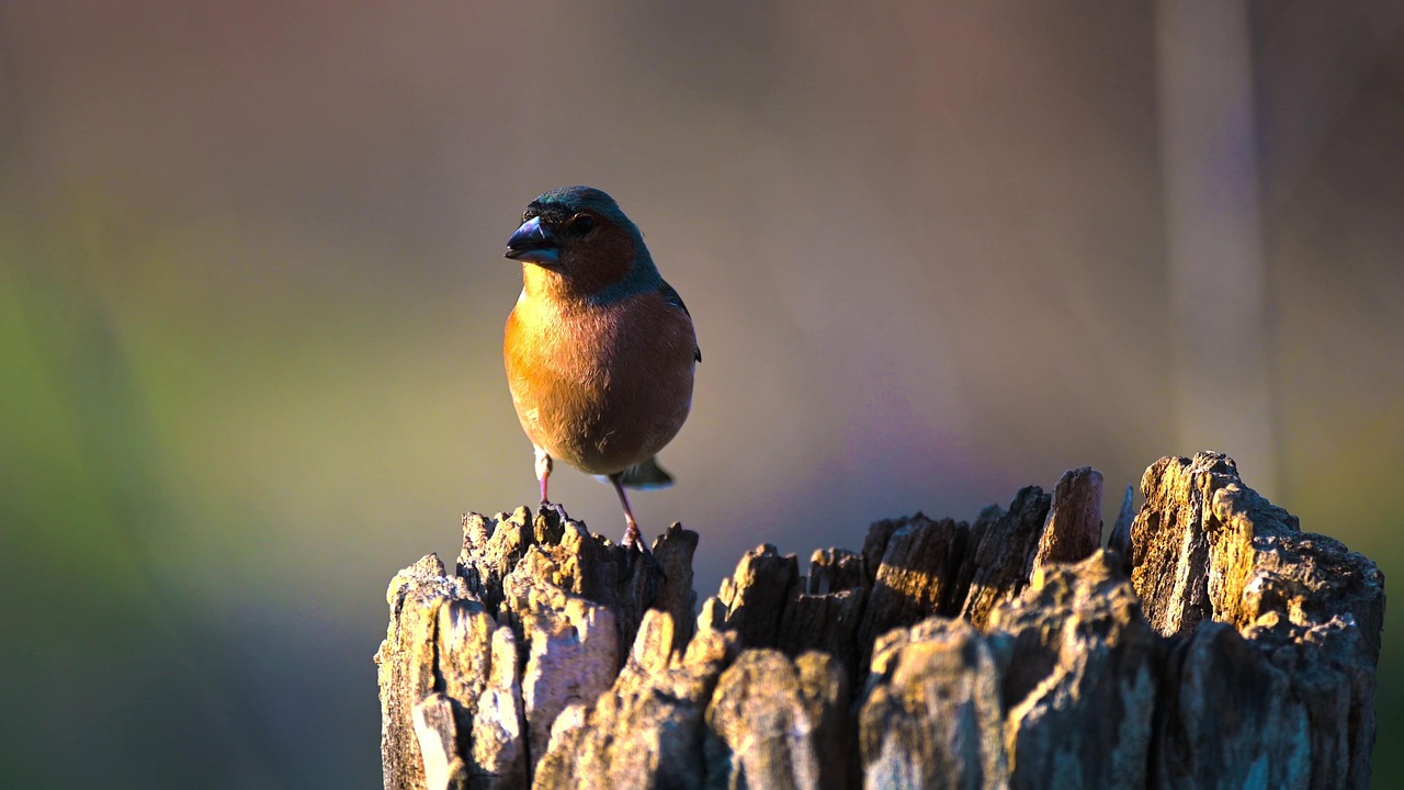 Bird Chaffinch Animal - Free photo on Pixabay