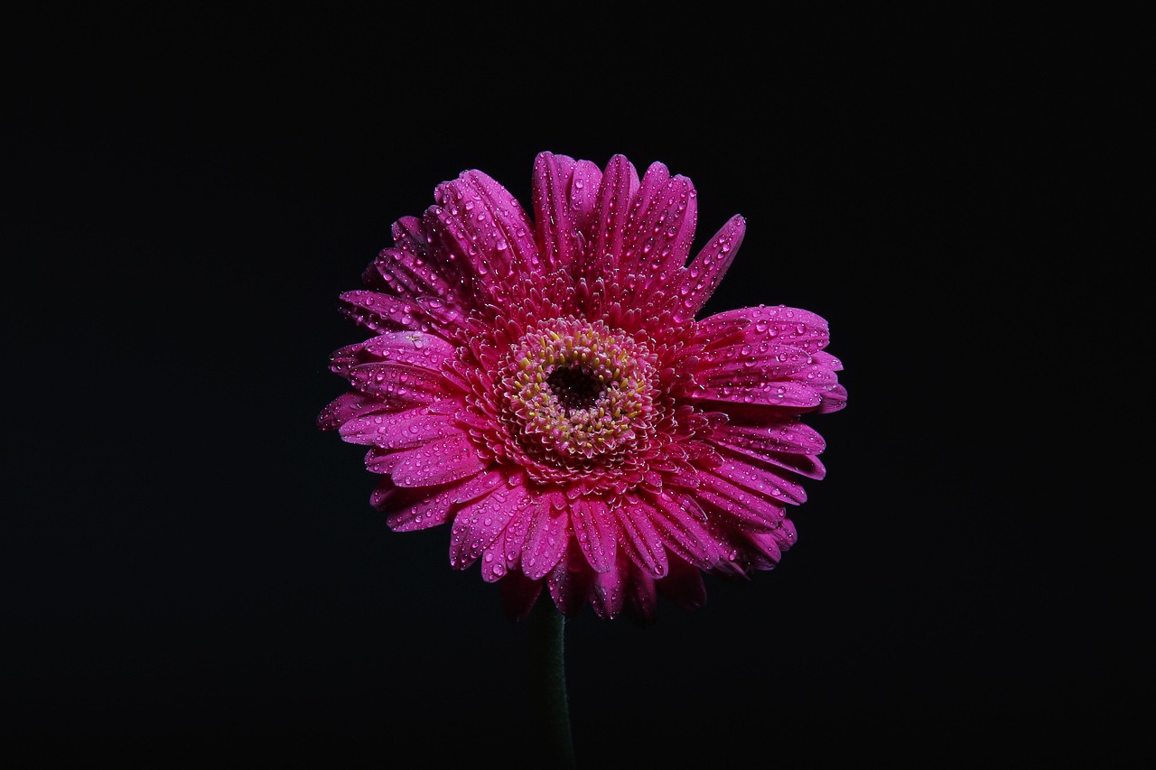 Flower Gerbera Plant - Free photo on Pixabay