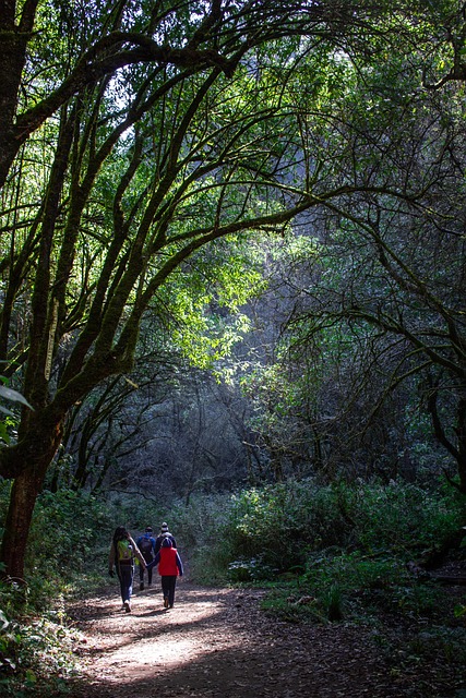 Wandern Wald Natur - Kostenloses Foto auf Pixabay - Pixabay
