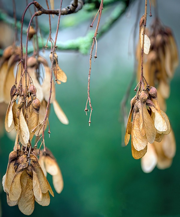 Tree Fruit Seeds - Free photo on Pixabay - Pixabay