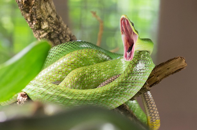 20,000+ Free Snake Game & Snake Images - Pixabay