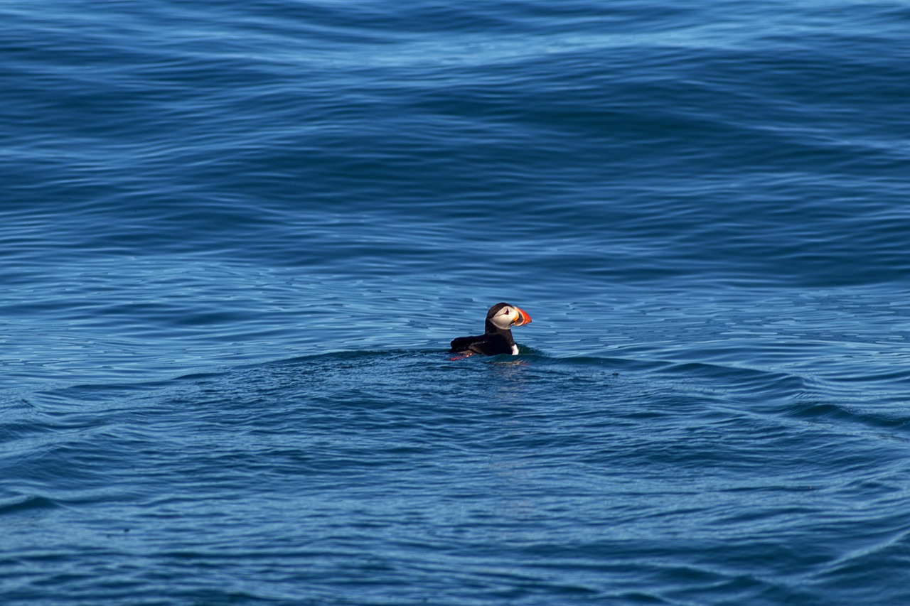300+ Free Puffins & Nature Images - Pixabay