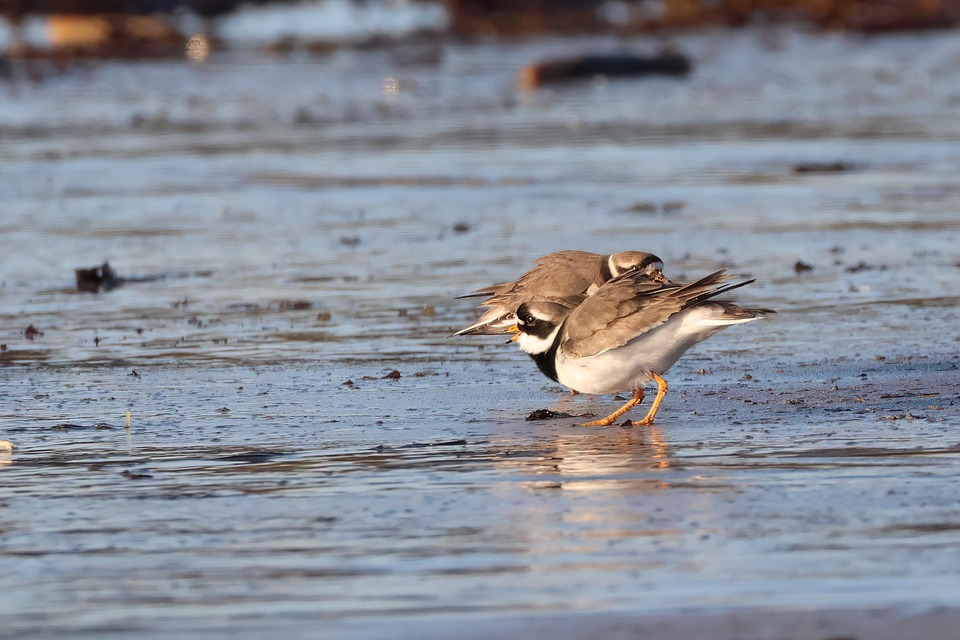 Birds Plovers Ringed - Free photo on Pixabay