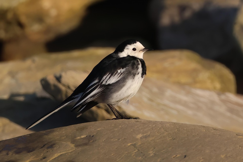 Wagtail Pied Bird - Free photo on Pixabay