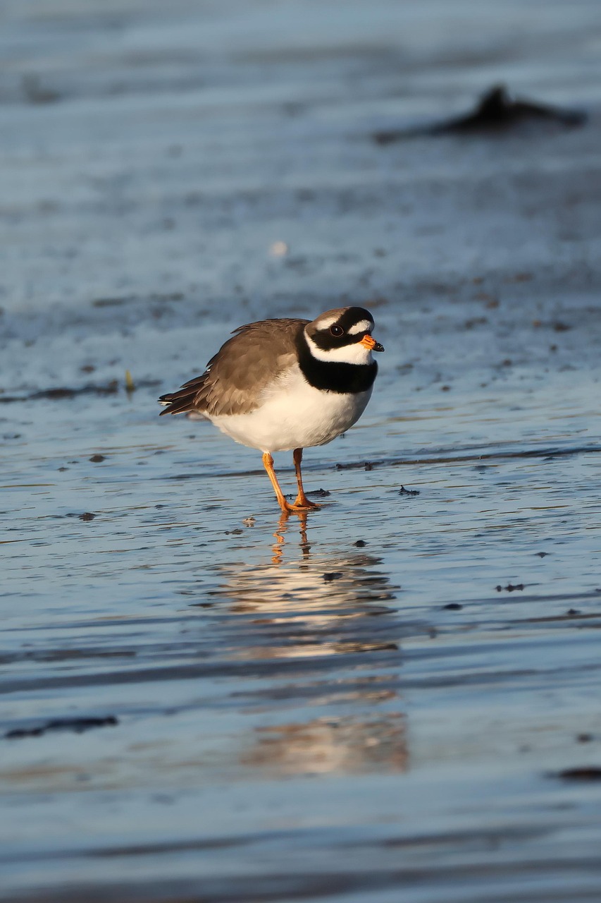Bird Plover Ringed - Free photo on Pixabay