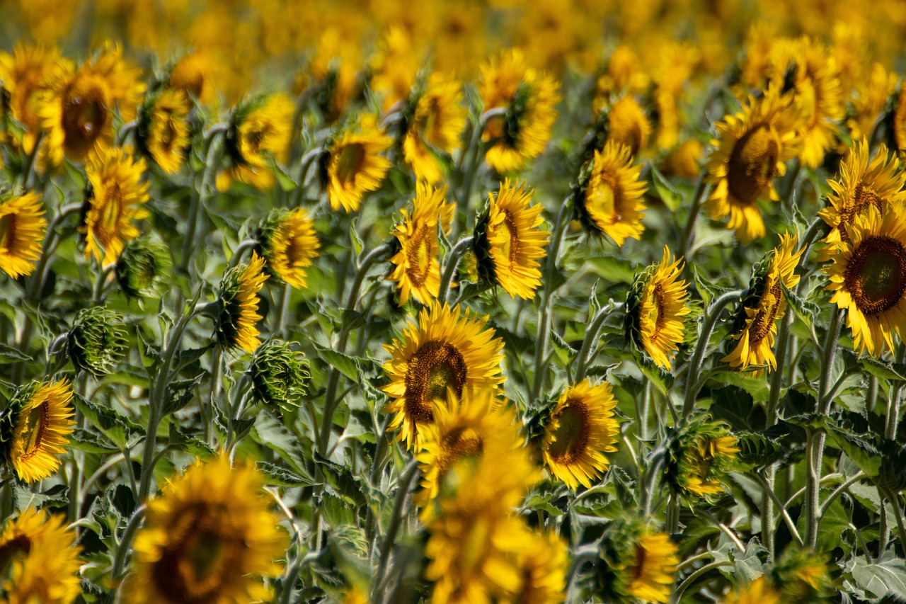 Sunflowers Yellow Flowers - Free photo on Pixabay
