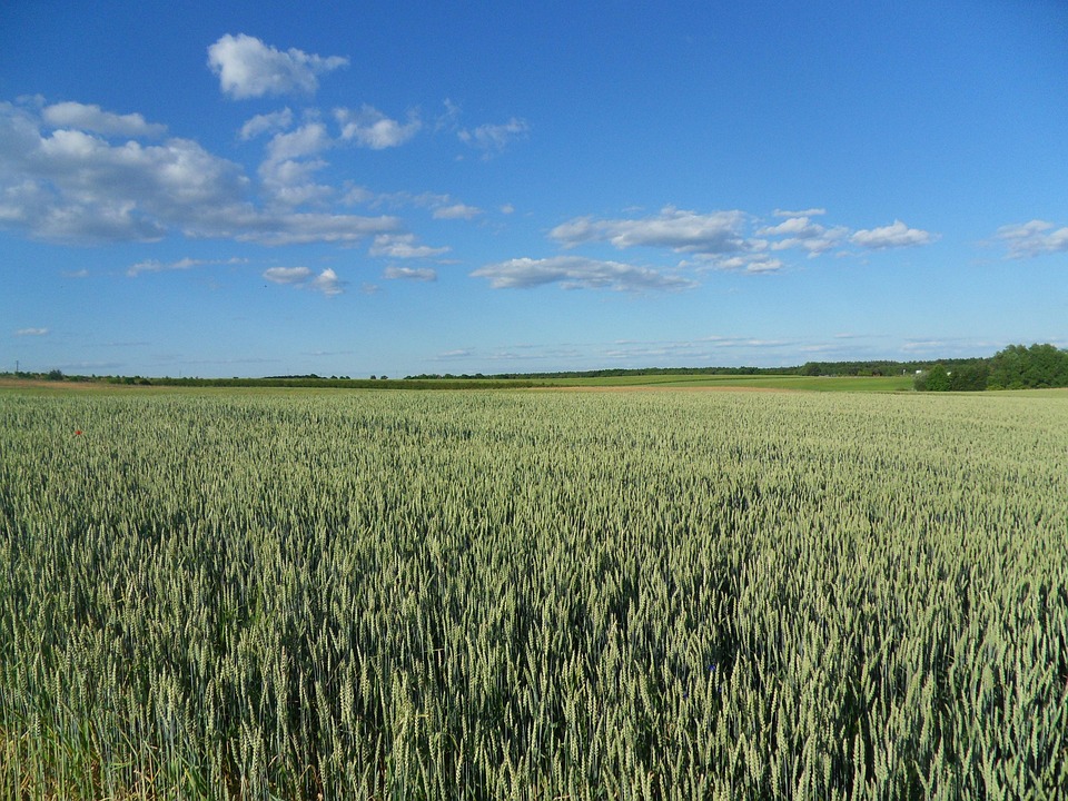 Cereal Trigo Agricultura - Foto gratuita no Pixabay