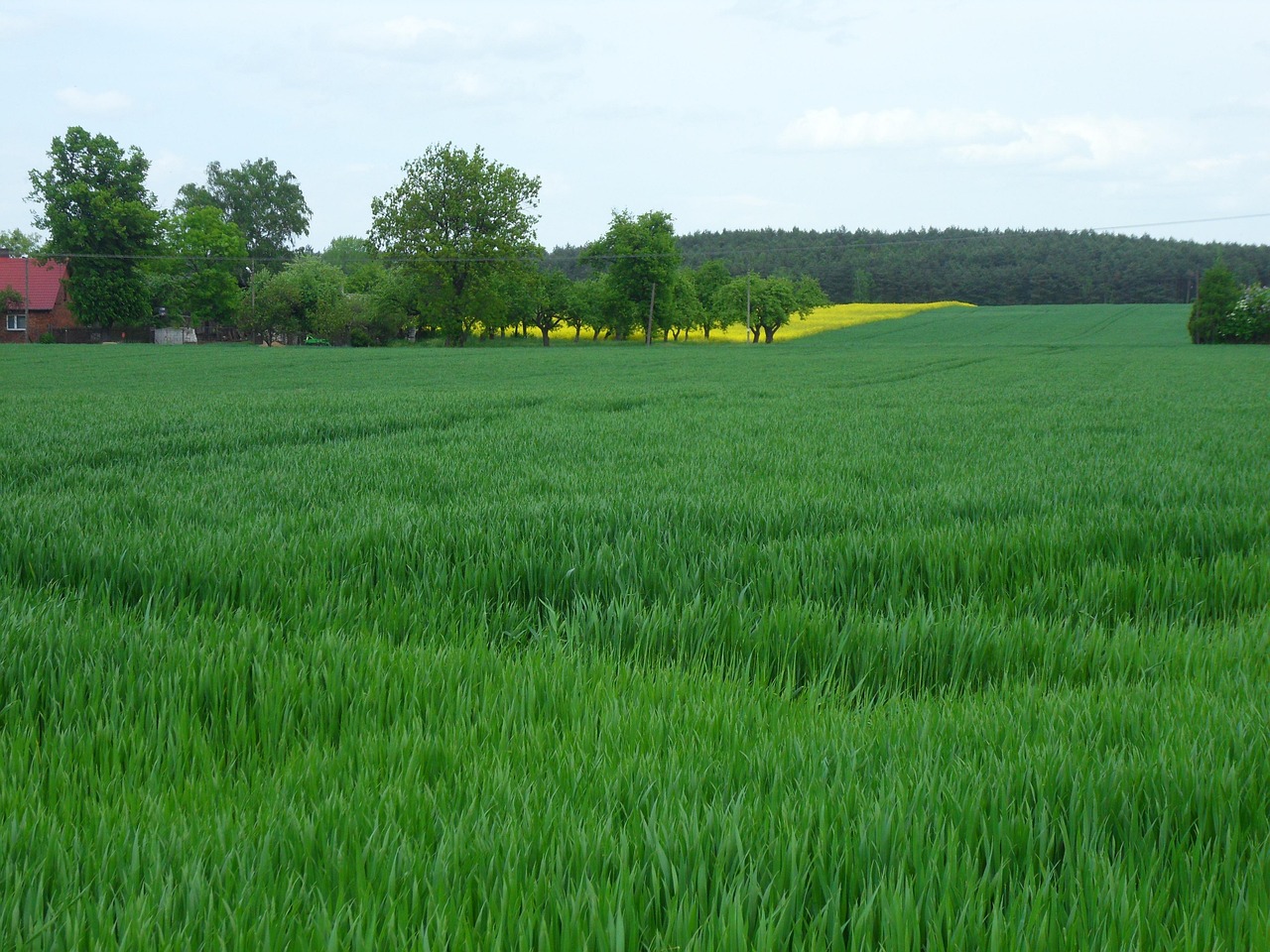 Cereal Trigo Agricultura - Foto gratuita no Pixabay - Pixabay
