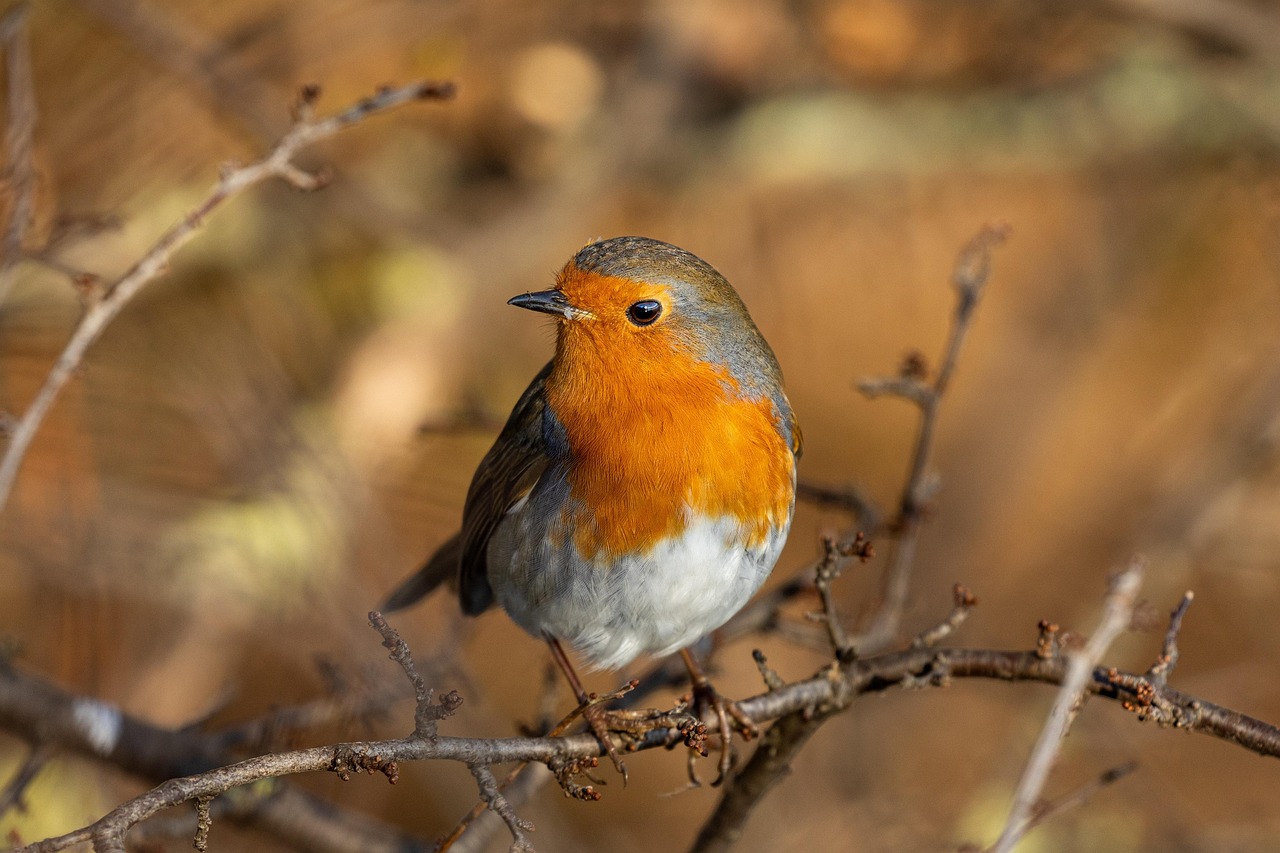 Page 4 - 3,000+ Free Robin & Bird Images - Pixabay