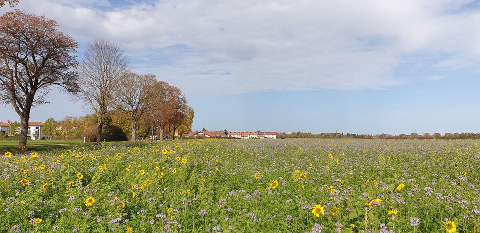 Blumen Blumenfeld Blumenwiese - Kostenloses Foto auf Pixabay - Pixabay