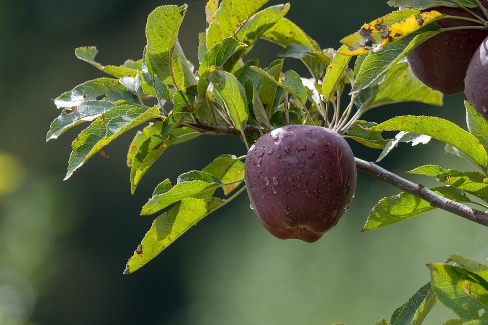 Apfel Obst Baum - Kostenloses Foto auf Pixabay